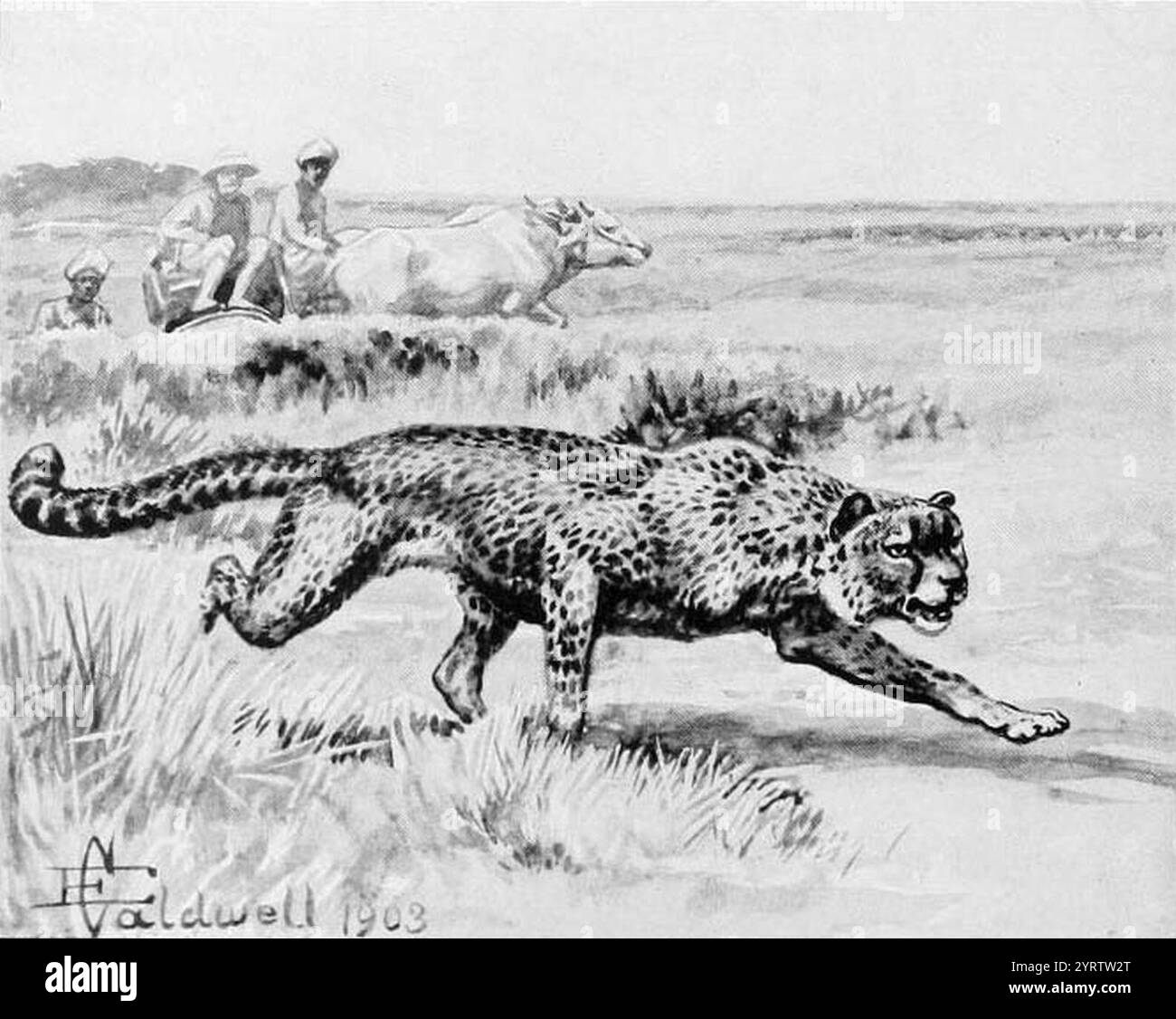 Vintage cheetah art Black and White Stock Photos & Images - Alamy