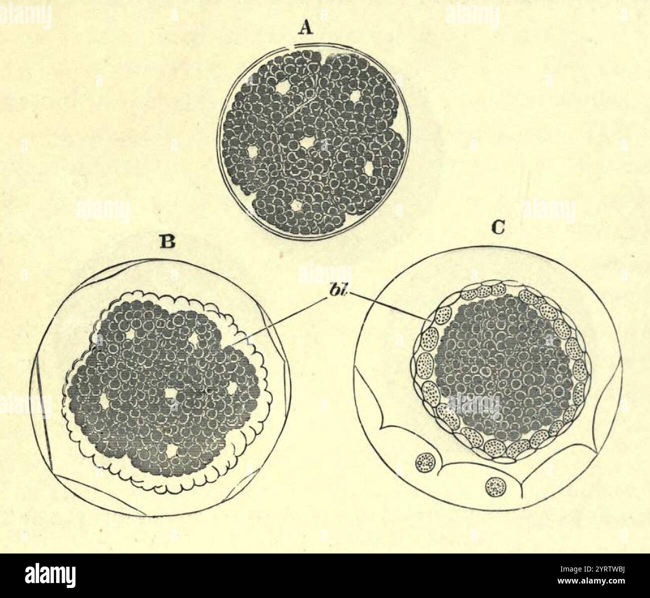Chelifer segmentation and formation of the blastoderm Stock Photo - Alamy