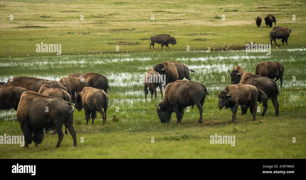 Bison buffalo wind cave national hi-res stock photography and images ...