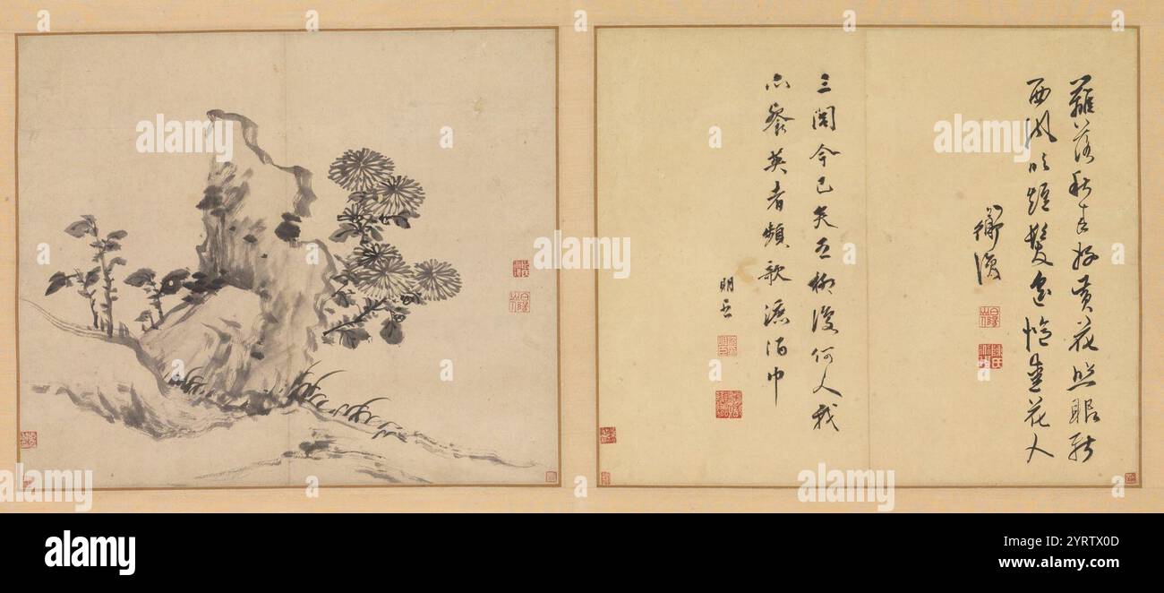 Chen Chun 陳淳 (Chen Daofu 陳道復) - Chrysanthemums and Rocks Stock Photo ...