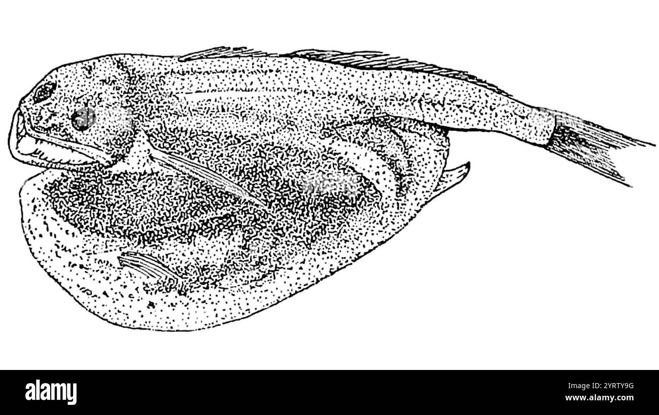 Chiasmodon Black and White Stock Photos & Images - Alamy