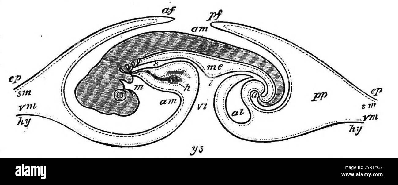 Chick embryo. longitudinal section of a chick of the fourth day Stock ...