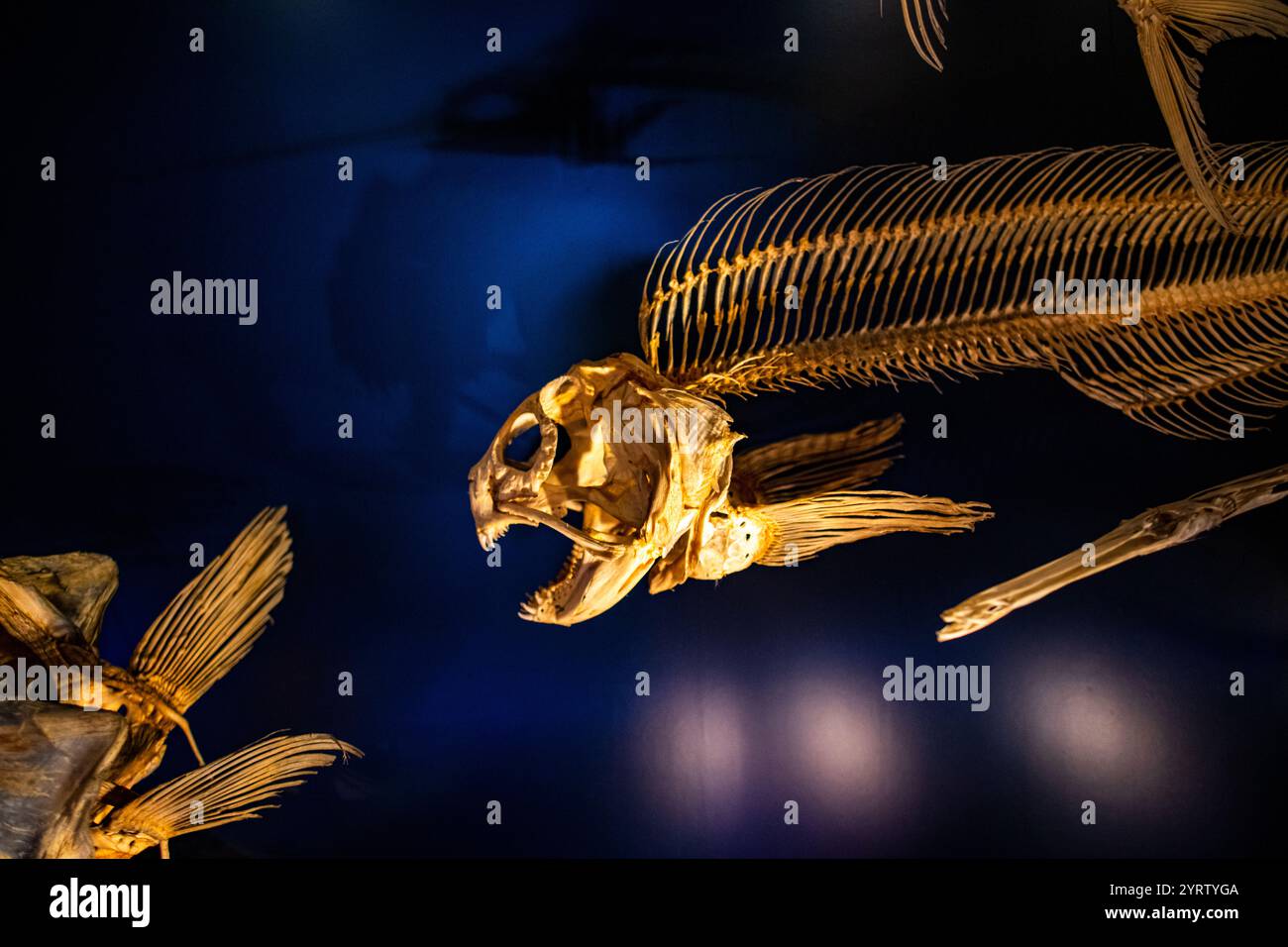 Paleontology. Fish bones. Museum exhibit. Skeleton of ancient fish ...