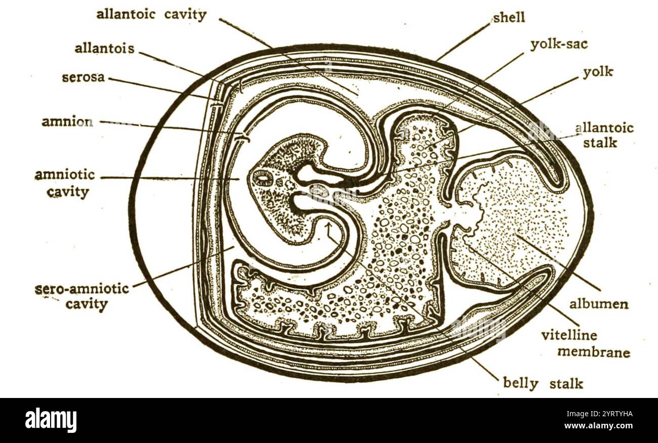 Chicken embryo of about fourteen days incubation Stock Photo - Alamy