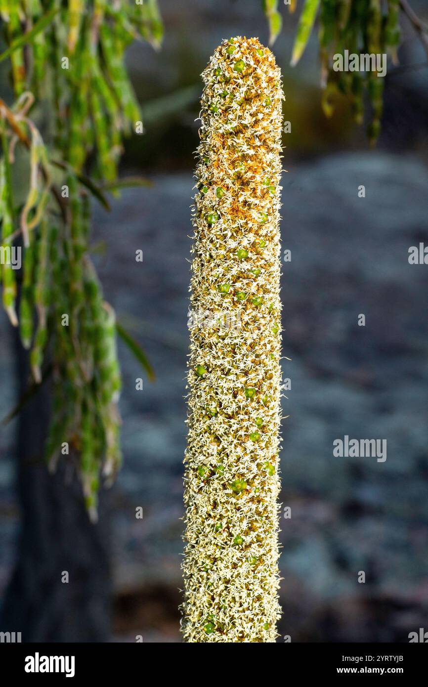 Xanthorrhoea hi-res stock photography and images - Alamy