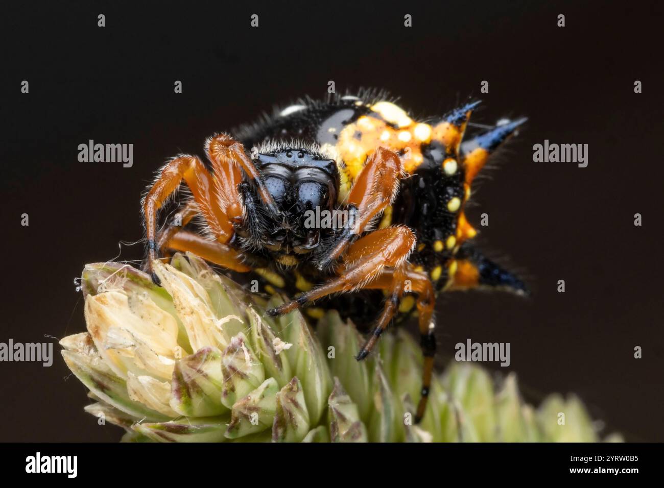 Christmas spider hi-res stock photography and images - Alamy