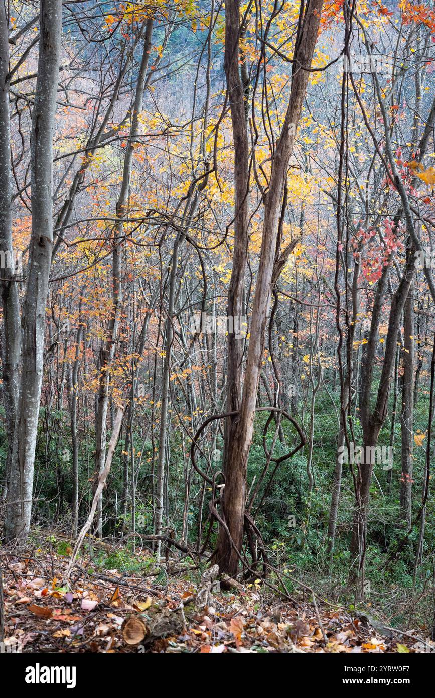 Fall colors decorating deciduous trees late in the autumn season along ...