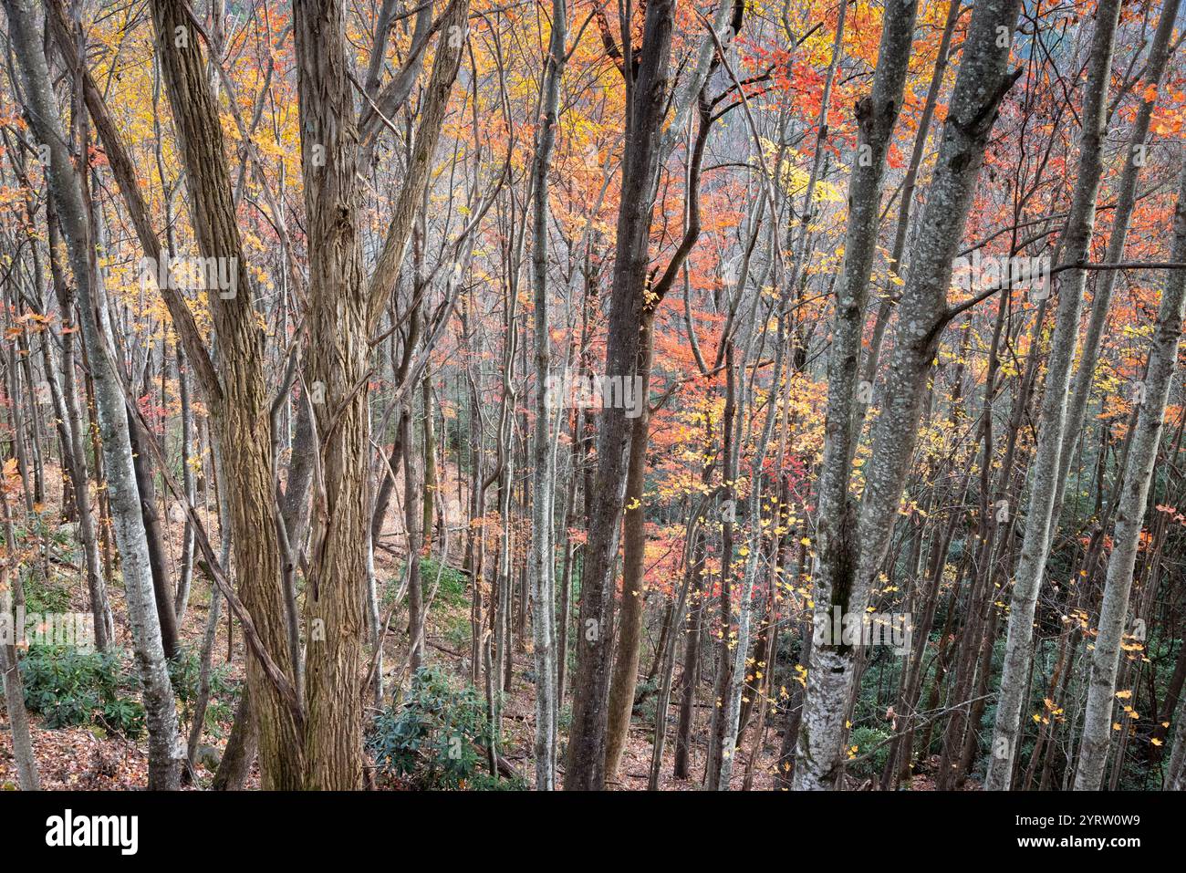 Upper whitewater falls trail hi-res stock photography and images - Alamy