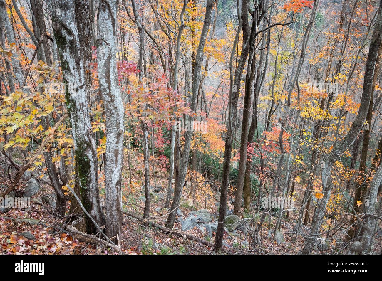 Upper whitewater falls trail hi-res stock photography and images - Alamy