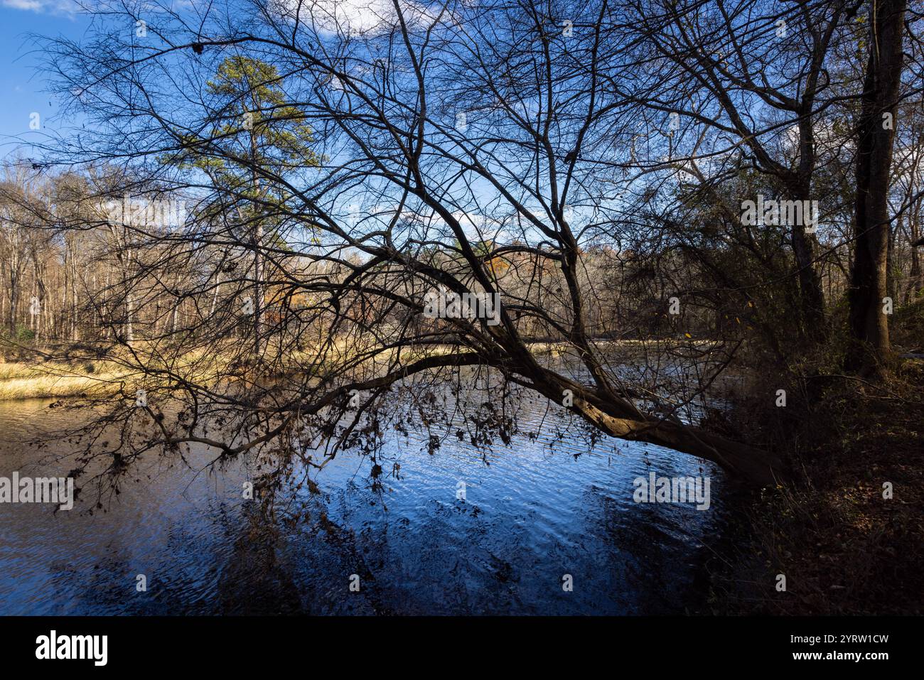 A large deciduous tree bending over the Rocky River along the River ...