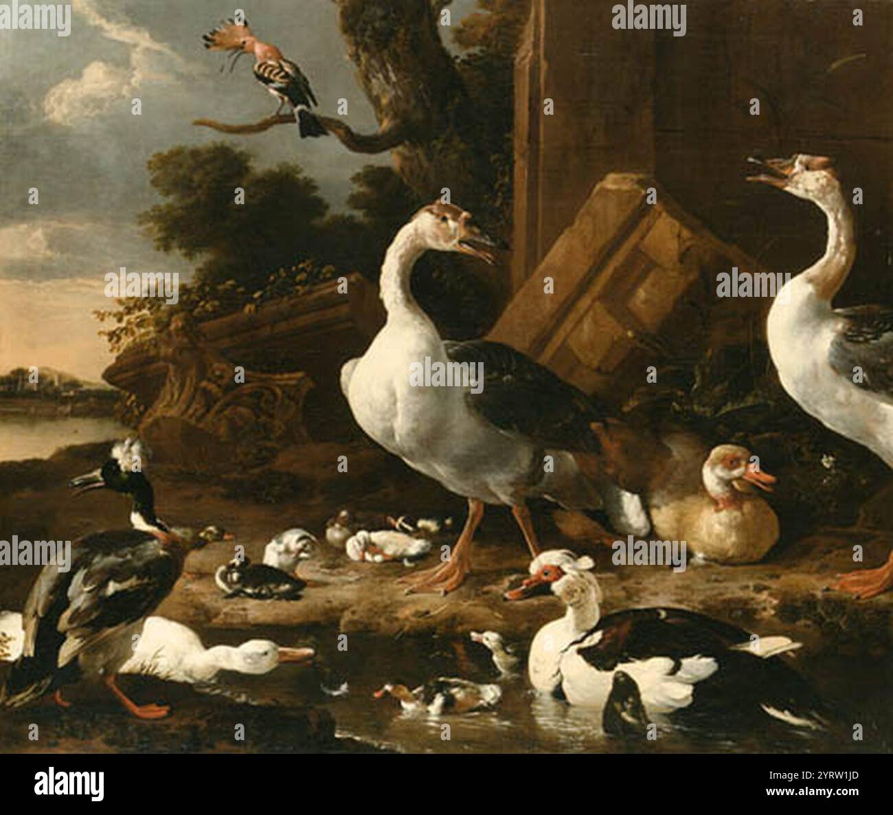 Chinese and Egyptian Geese, Muscovy Ducks, a Hoopoe, Barnyard Fowl and ...