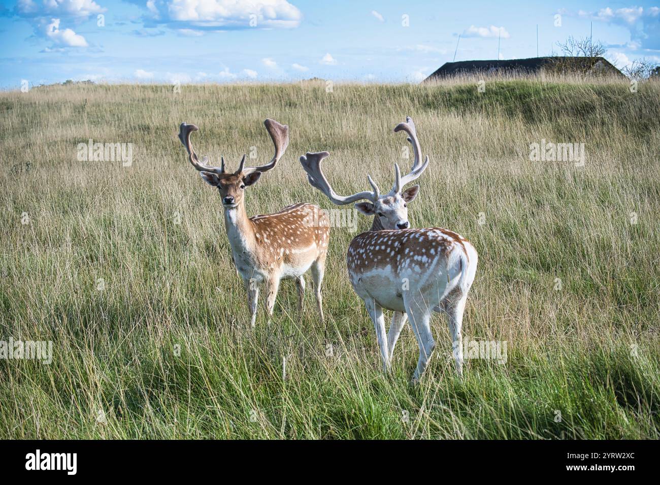 Leucistic variants of European fallow deer. Male (buck) of fallow deer ...