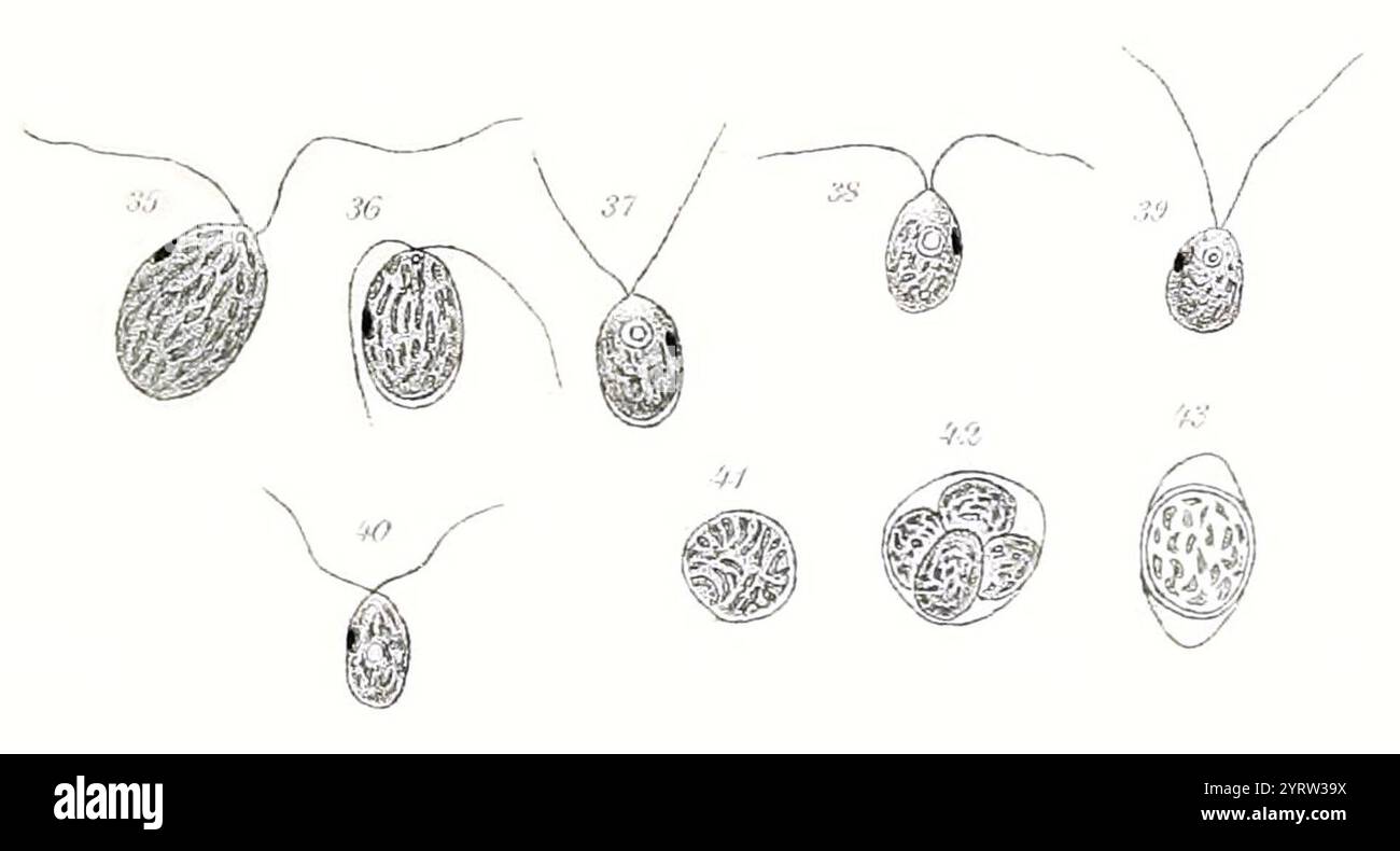 Chloromonas hi-res stock photography and images - Alamy