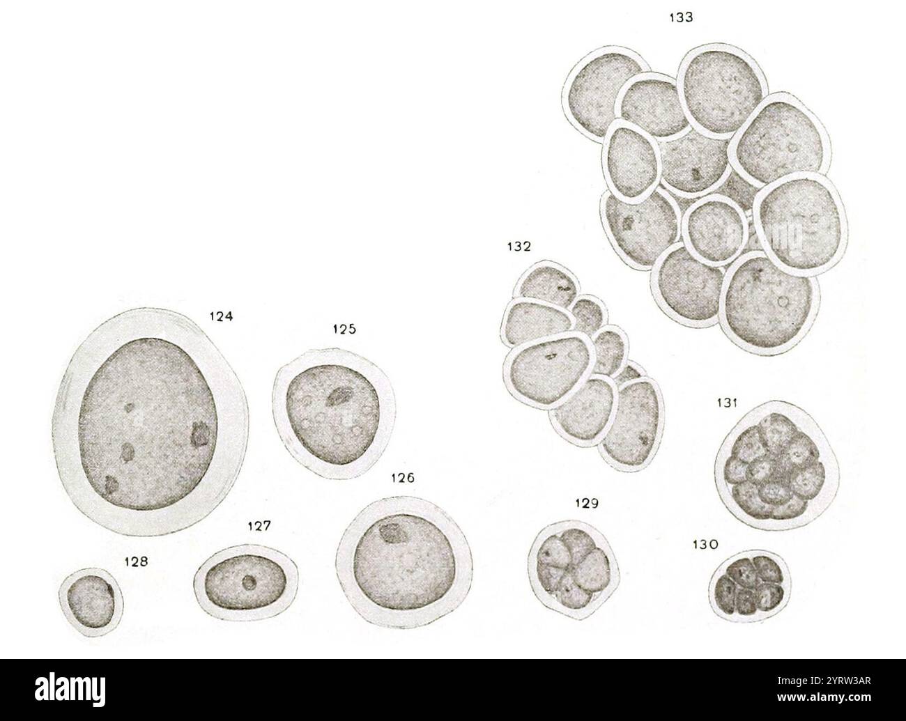Pachyderma hi-res stock photography and images - Alamy