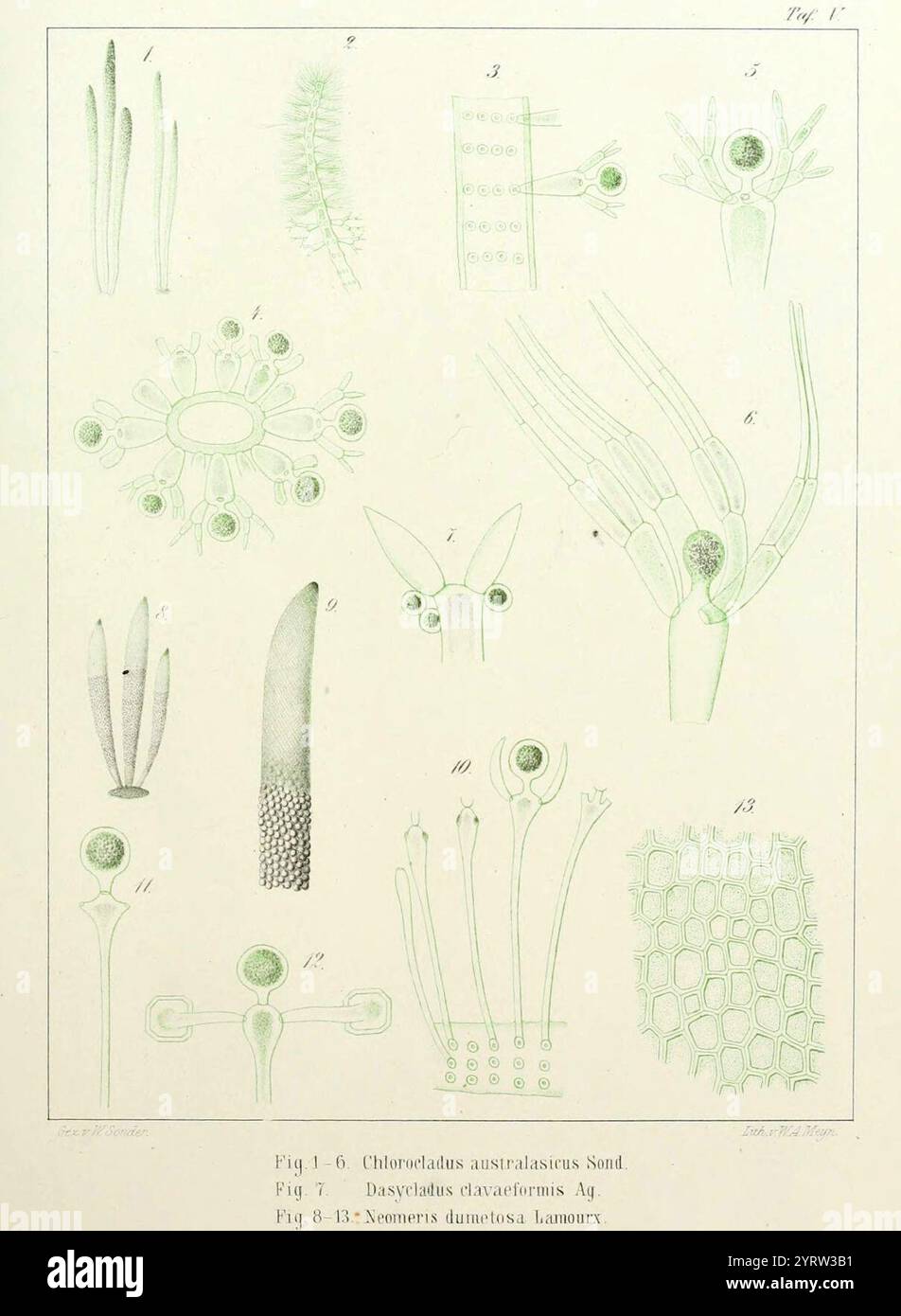 Chloroclados australasicus, Dasycladus clavaeformis, Neomeris dumetosa ...