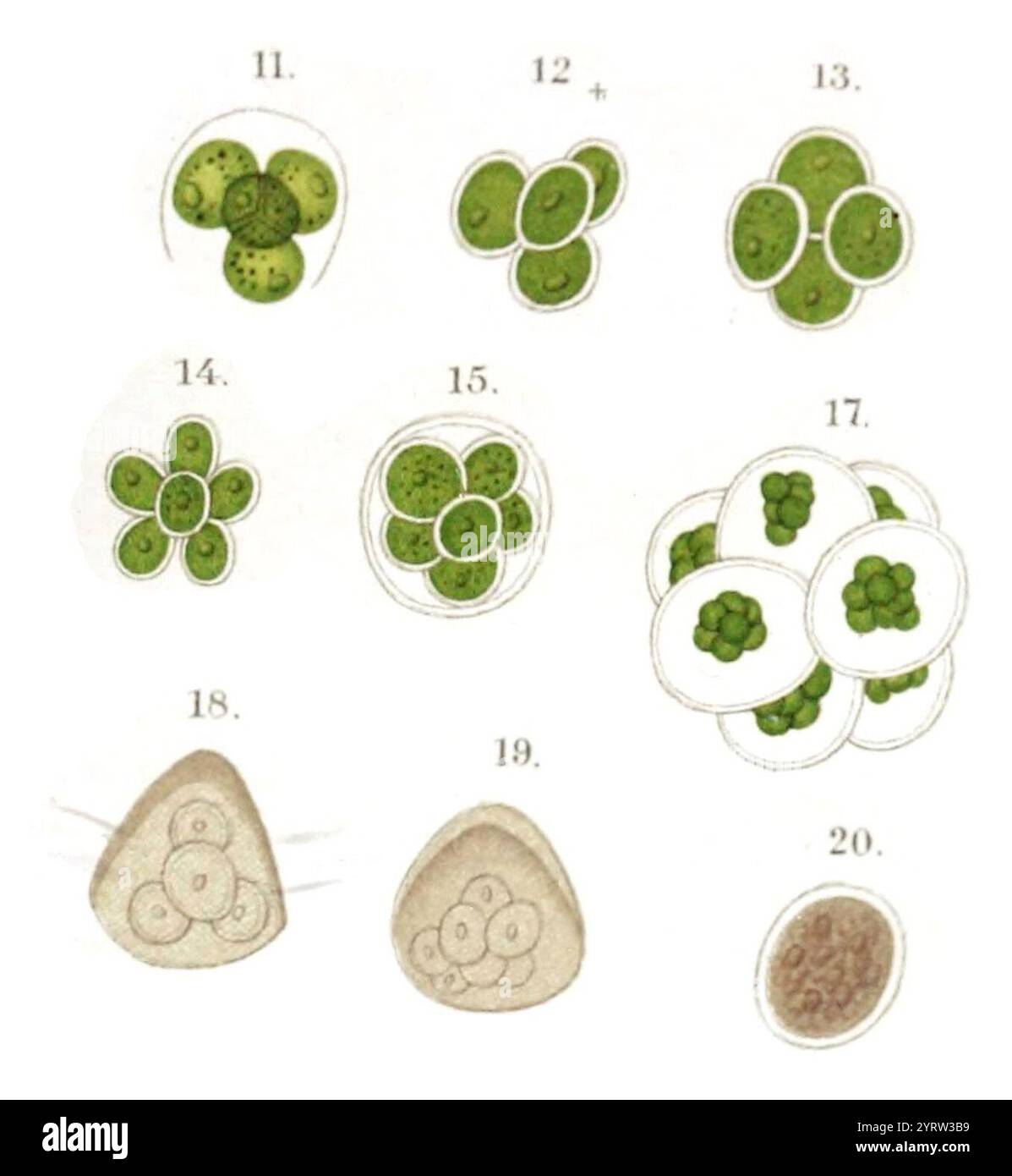 Chlorella conglomerata as Pleurococcus conglomeratus Stock Photo - Alamy