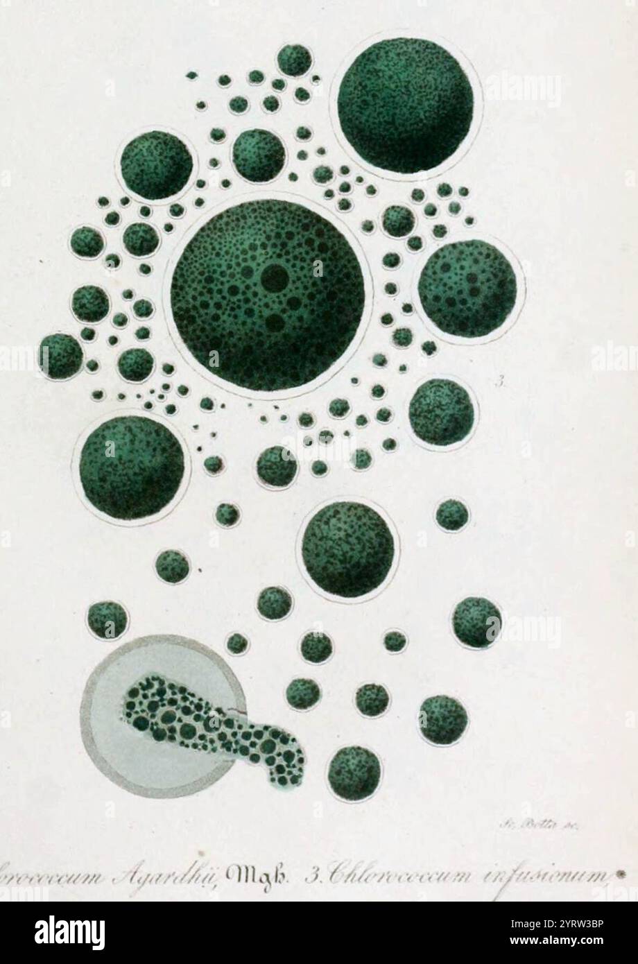 Chlorococcum hi-res stock photography and images - Alamy