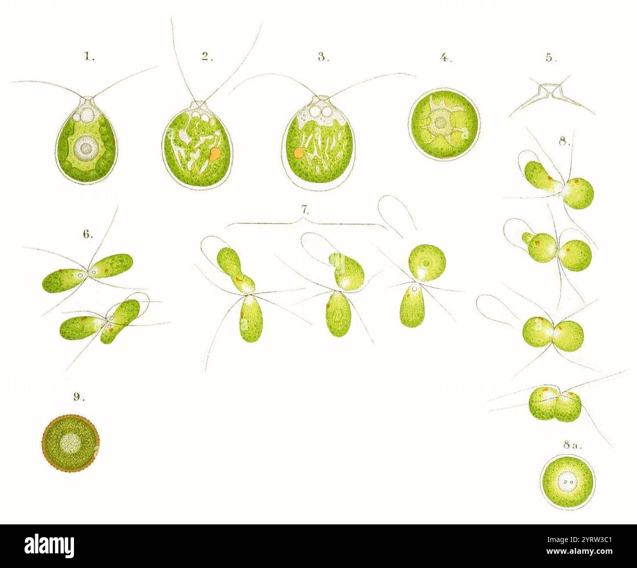 Chloromonas reticulata as Chlamydomonas reticulata in Goroschankin 1891 ...