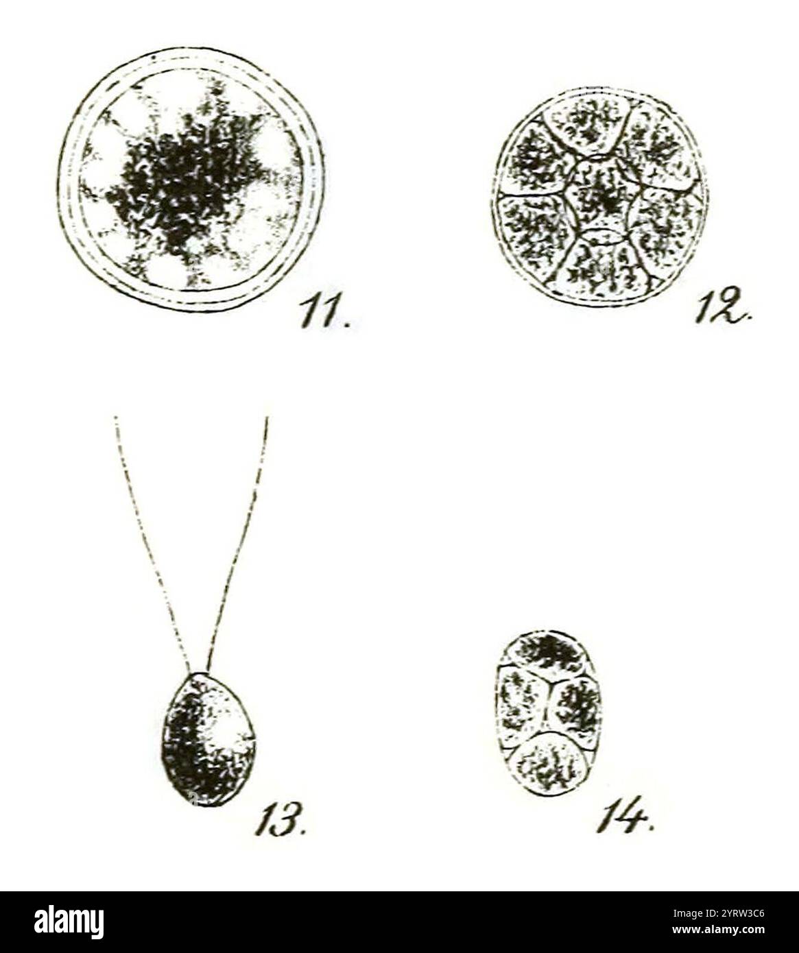 Chloromonas hi-res stock photography and images - Alamy