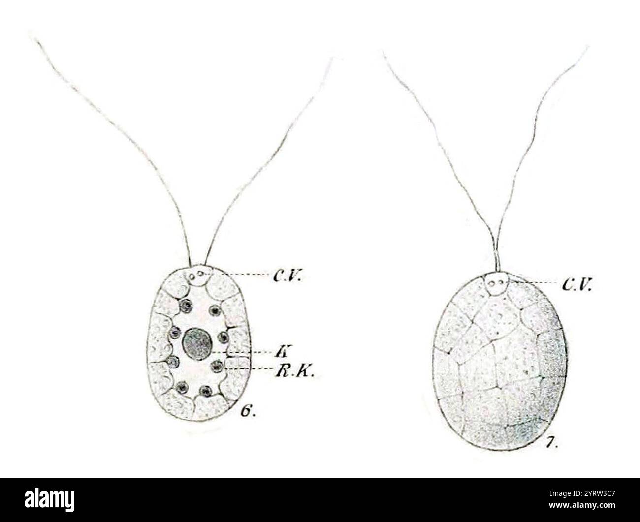 Chloromonas hi-res stock photography and images - Alamy