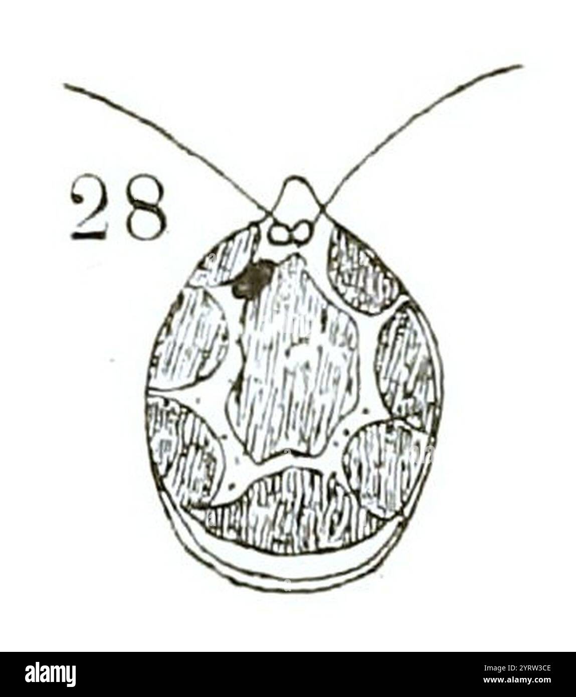 Chloromonas hi-res stock photography and images - Alamy