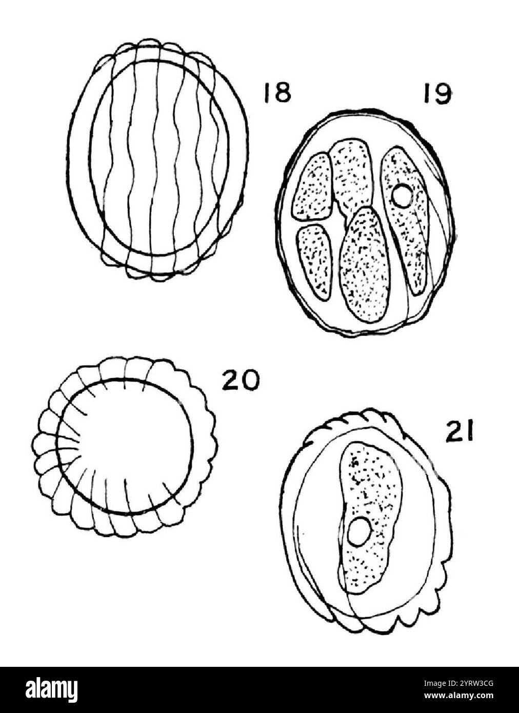 Chloromonas hi-res stock photography and images - Alamy