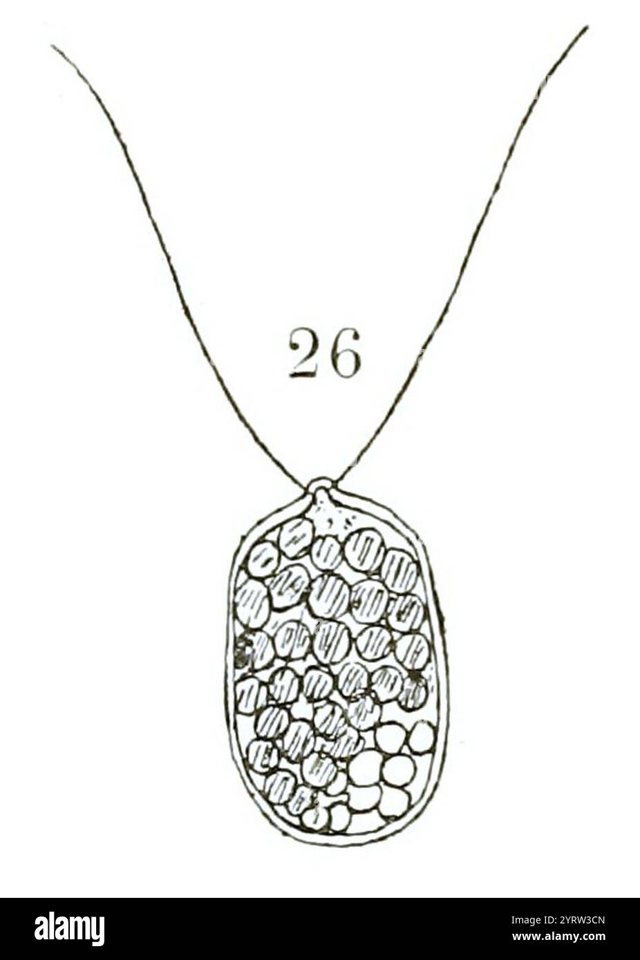 Chloromonas hi-res stock photography and images - Alamy