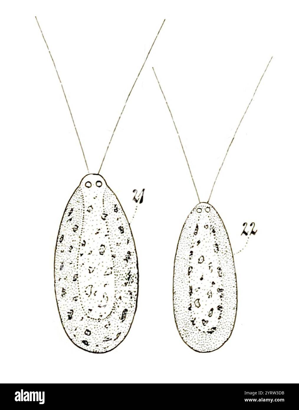 Chloromonas hi-res stock photography and images - Alamy