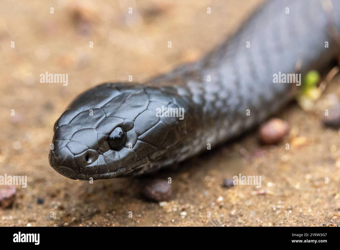 Close up of Black Tiger Snake from Kangaroo Island Australia Stock ...