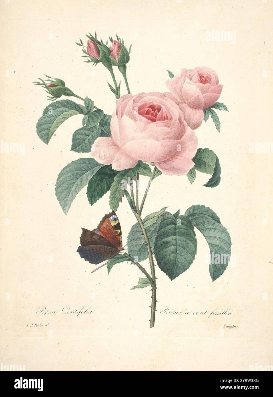 Choix des plus belles fleurs (Plate 137) (7851518482 Stock Photo - Alamy