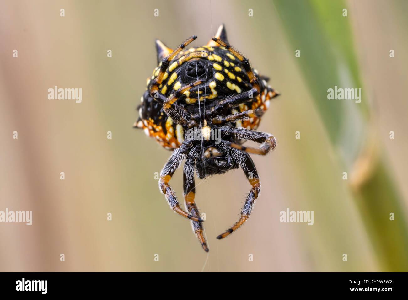 Christmas Jewel Spider from Kangaroo Island Australia spinning web ...