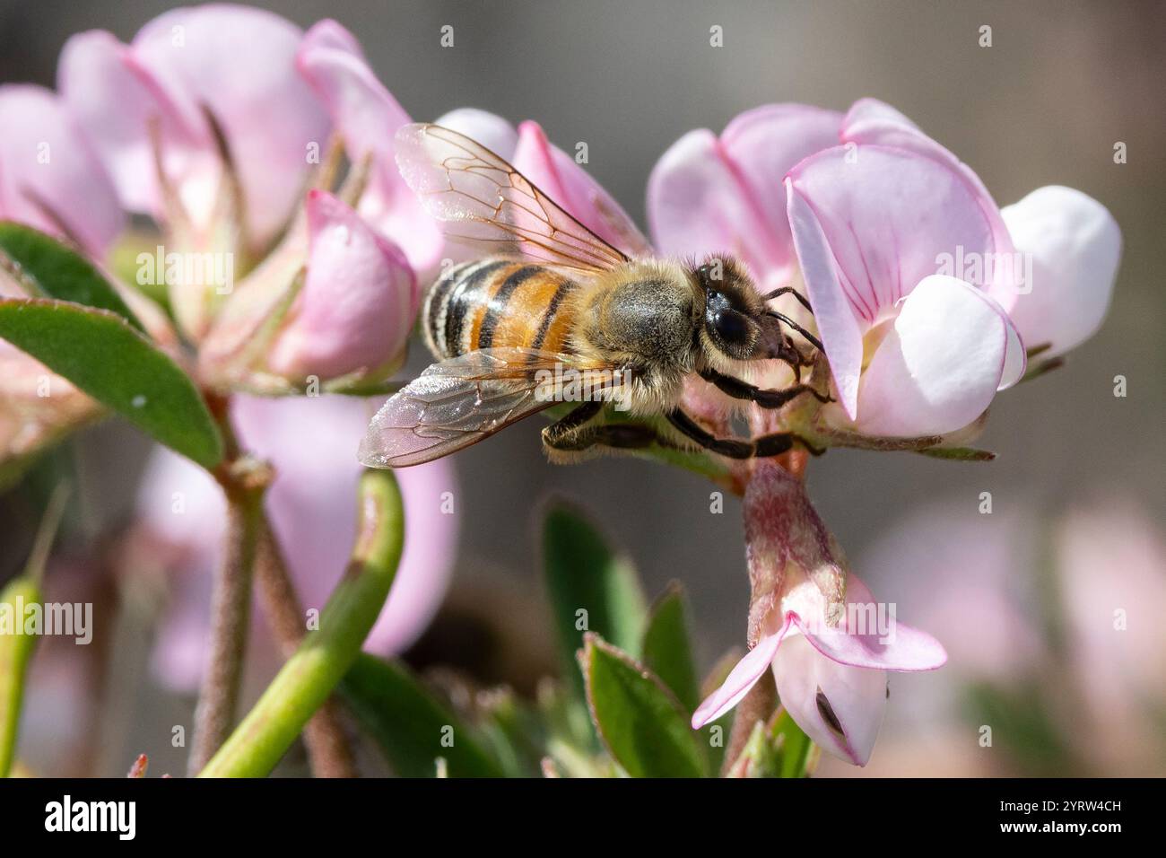 Honey Bee Kangaroo Island Australia Stock Photo - Alamy