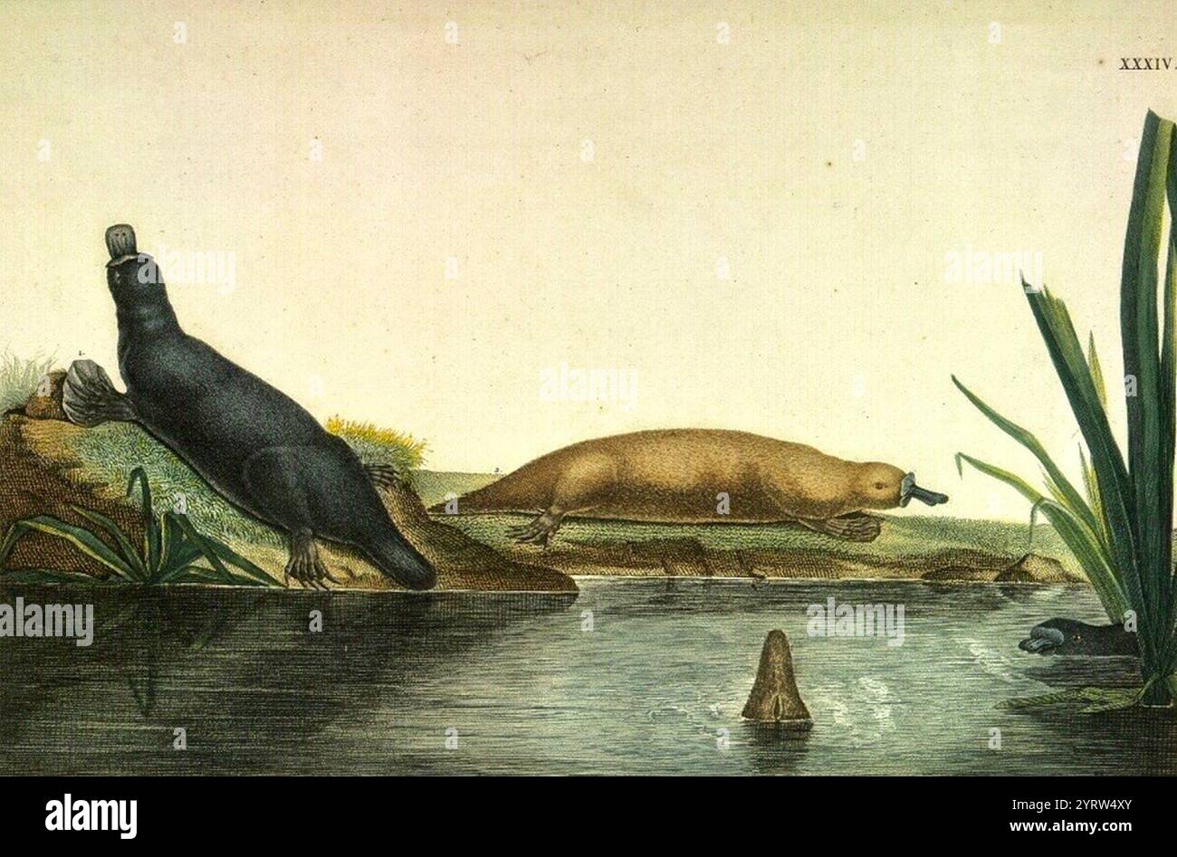 Choubard Charles-Alexandre Lesueur Platypus Stock Photo - Alamy