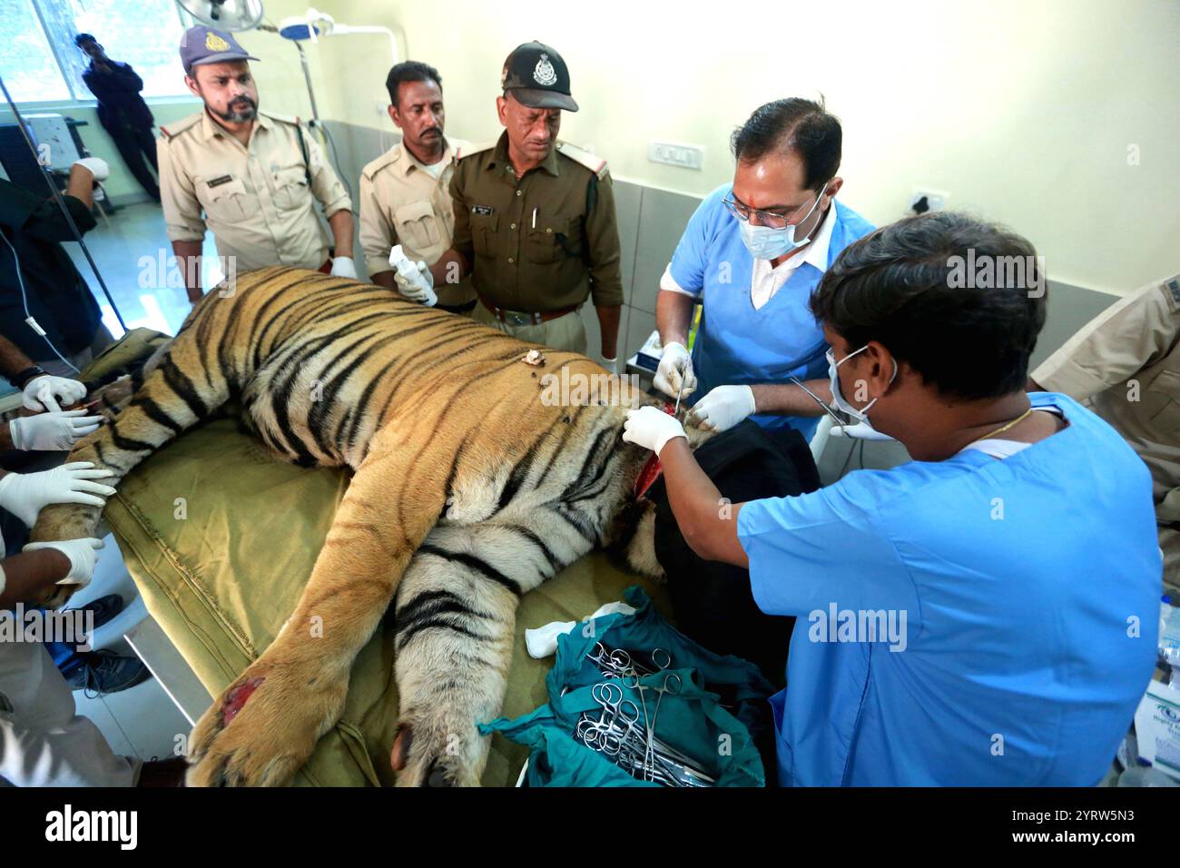 Beijing, India's Madhya Pradesh state. 3rd Dec, 2024. Veterinarians and forest rangers treat an ...