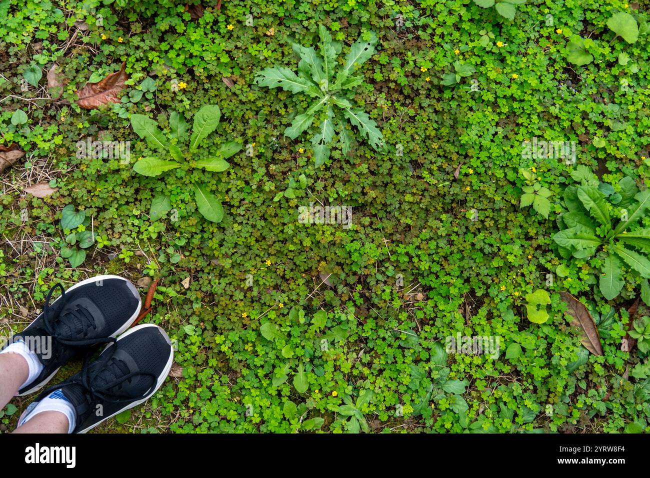 Close-up view of lush green ground covering with sneakers in sunlight ...