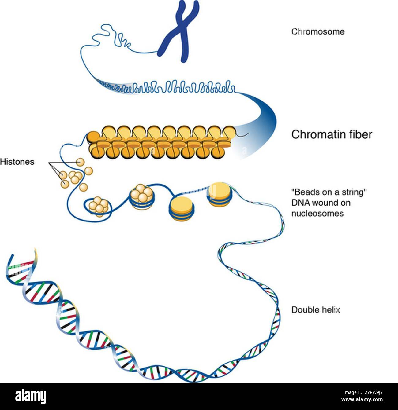 Chromatin hi-res stock photography and images - Alamy