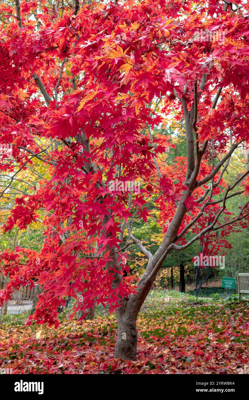 Red fall leaf foliage tree. Photo taken in a public park in Nashville ...