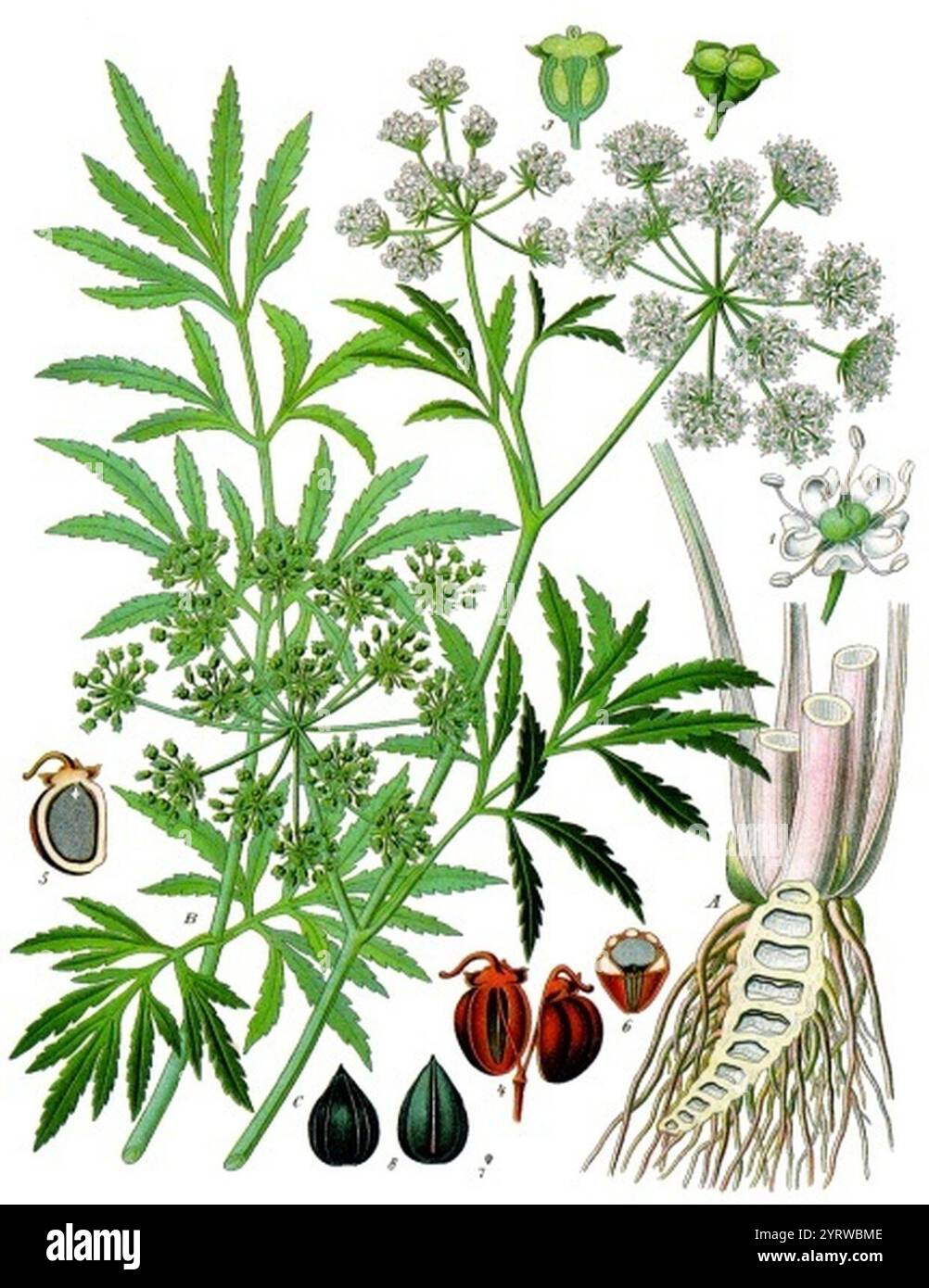 Cicuta virosa - Köhler–s Medizinal-Pflanzen-038 cropped Stock Photo - Alamy