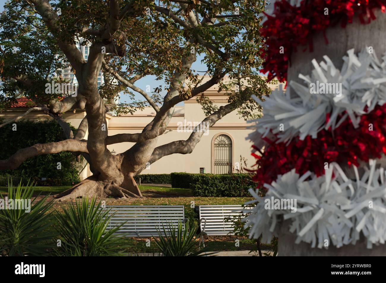 Red silk cotton tree hi-res stock photography and images - Alamy