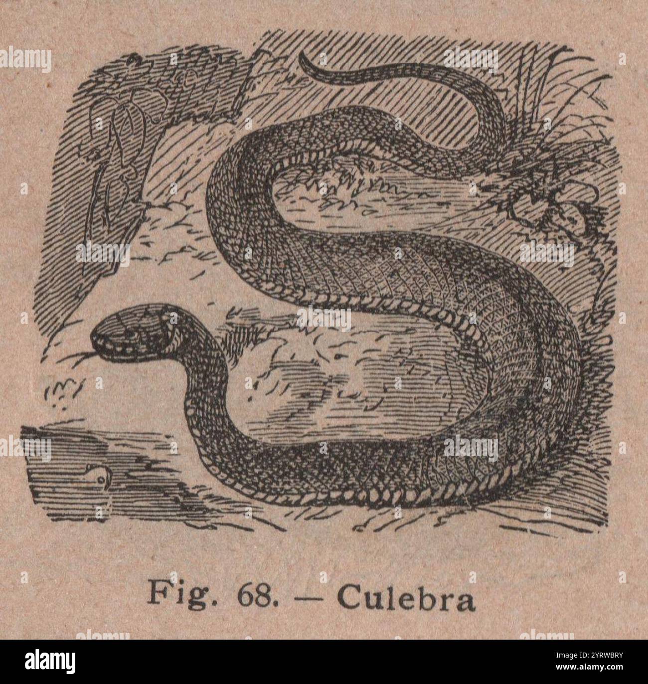 Ciencias Naturales - culebra Stock Photo - Alamy