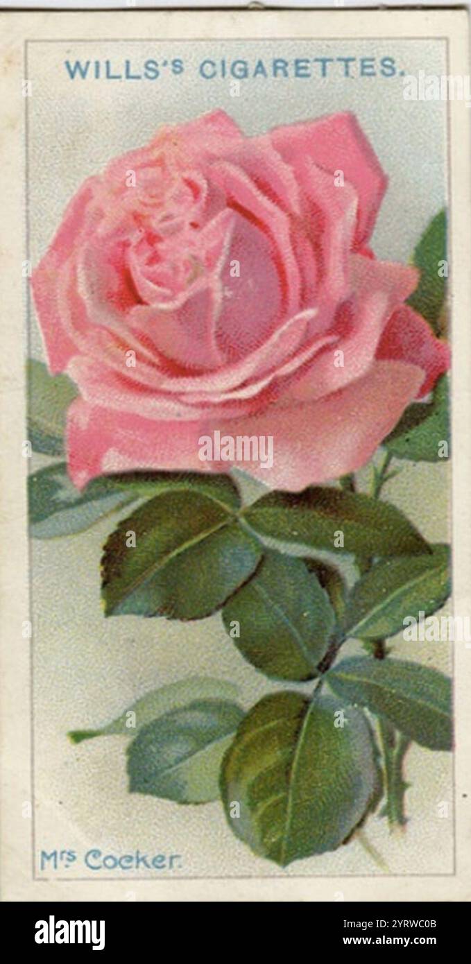 Cigarette rose card mrs cocker Stock Photo - Alamy