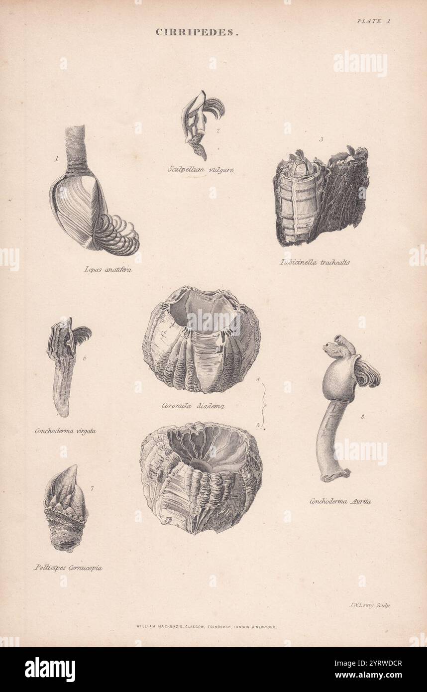 Cirripedes (Plate I). The National Encyclopaedia, Mackenzie 1885 Stock ...