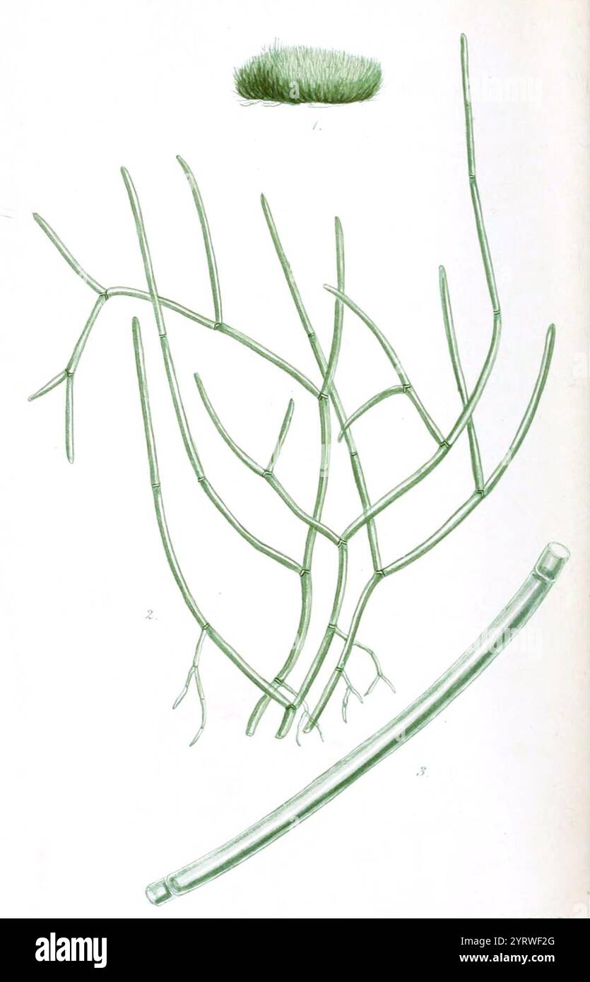 Cladophora coelothrix as Cladophora repens Harvey 1849 Stock Photo - Alamy