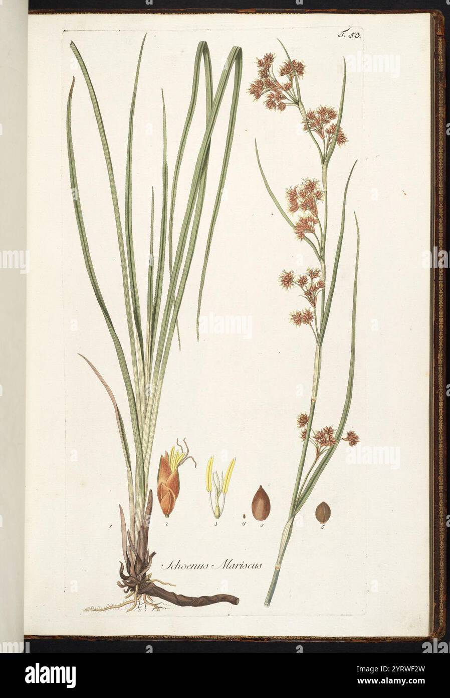 Cladium mariscus illustration (01 Stock Photo - Alamy