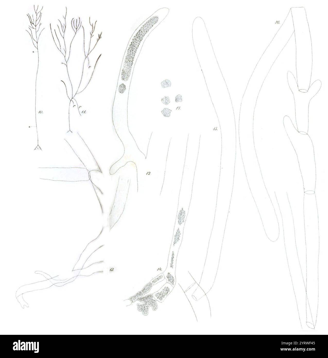 Cladophoropsis fasciculata as Siphonocladus fasciculatus Stock Photo ...