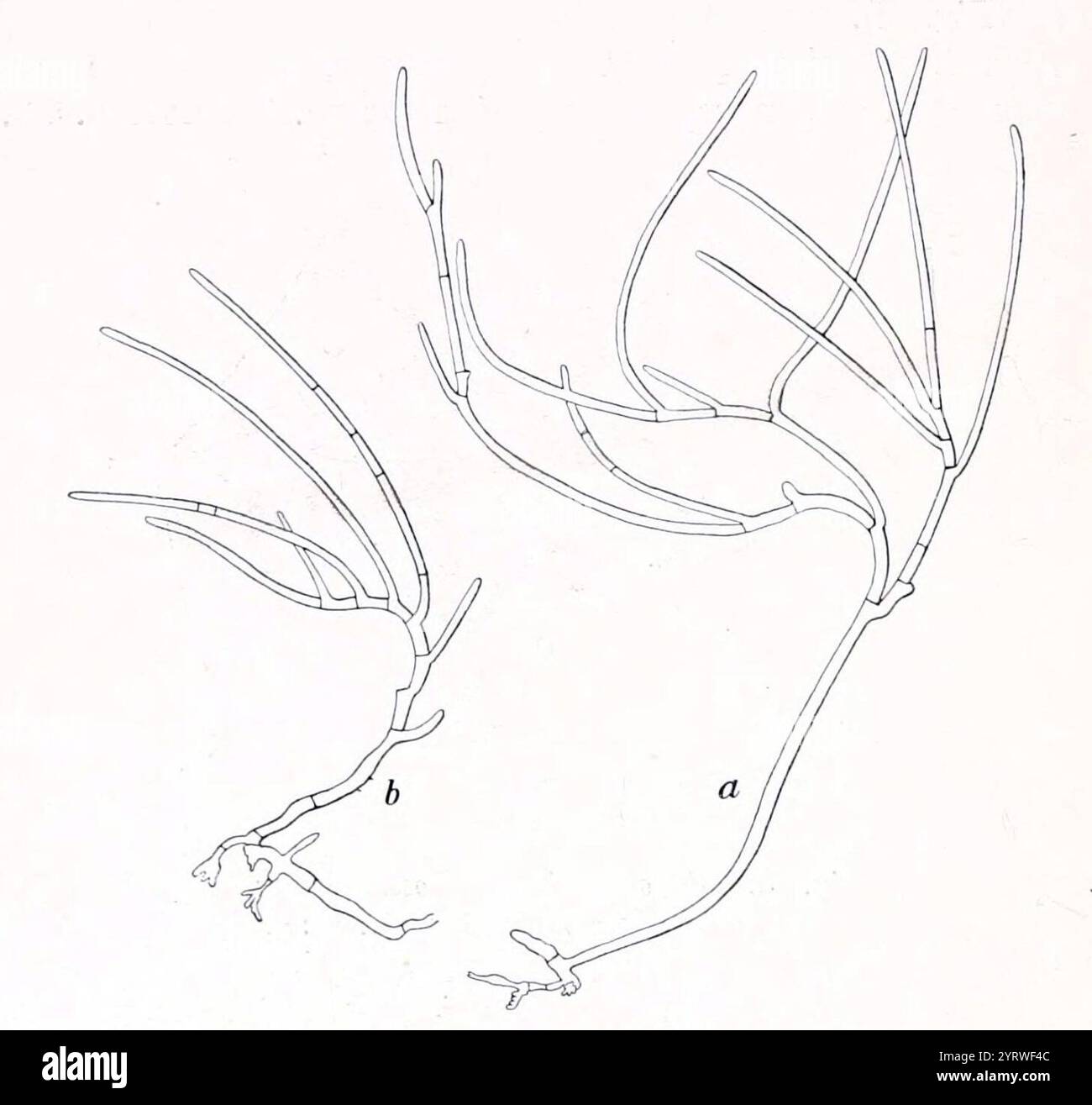 Cladophoropsis membranacea in Børgesen 1913 Stock Photo - Alamy
