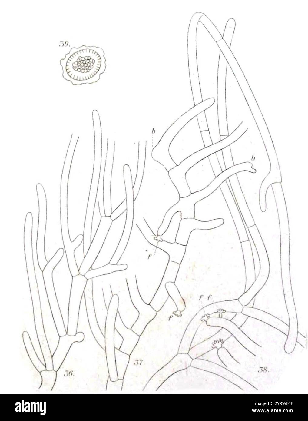 Cladophoropsis membranacea as Boodlea kaenana in Brand 1904 Stock Photo ...