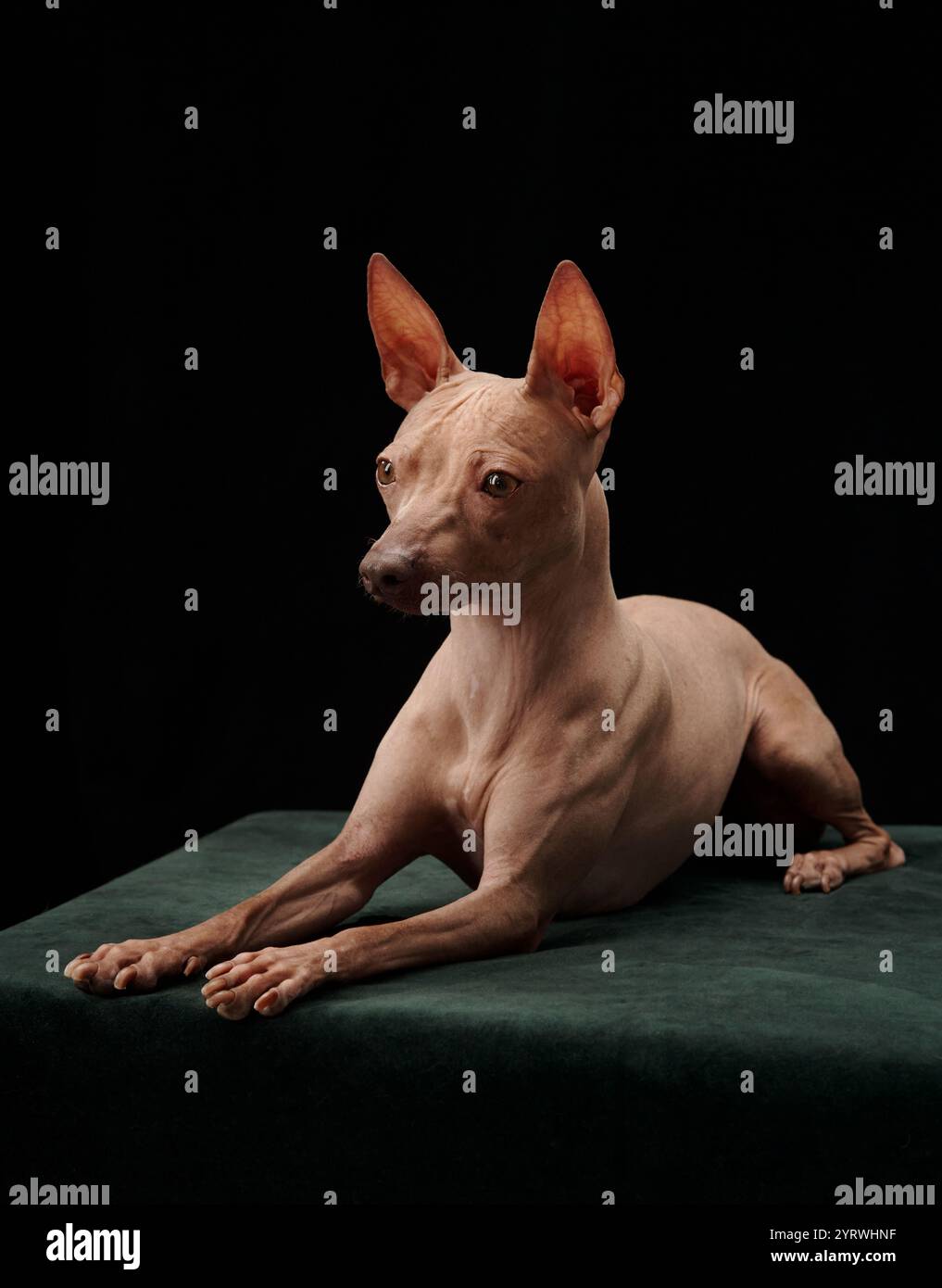 An American Hairless Terrier poses in profile on a black background ...