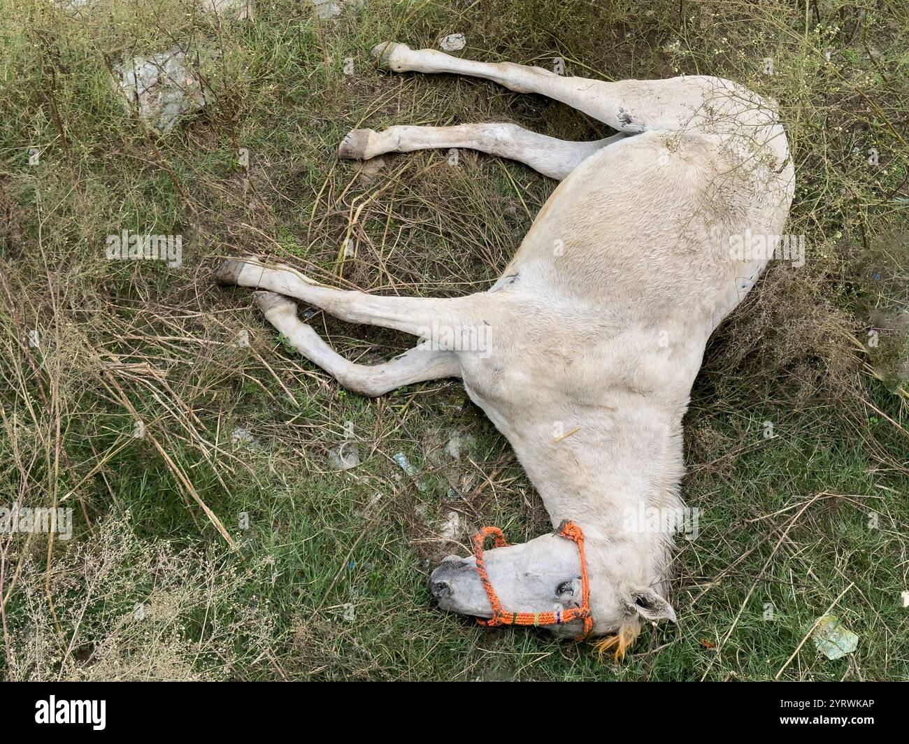 Dead body lying on ground hi-res stock photography and images - Alamy