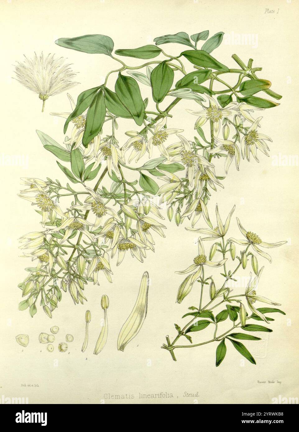 Clematis linearifolia (drawing by Fitch Stock Photo - Alamy